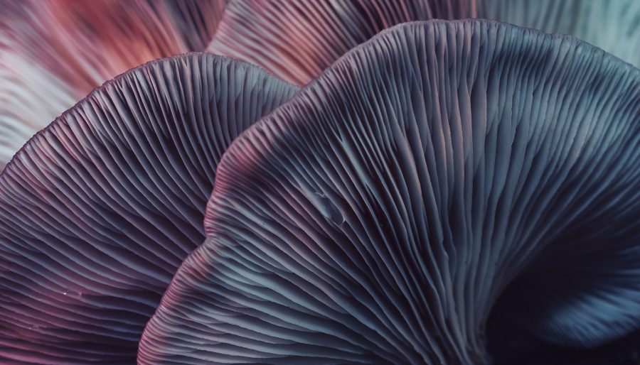 6 Ideas To Boost Your Creativity In Photography Nature Ttl