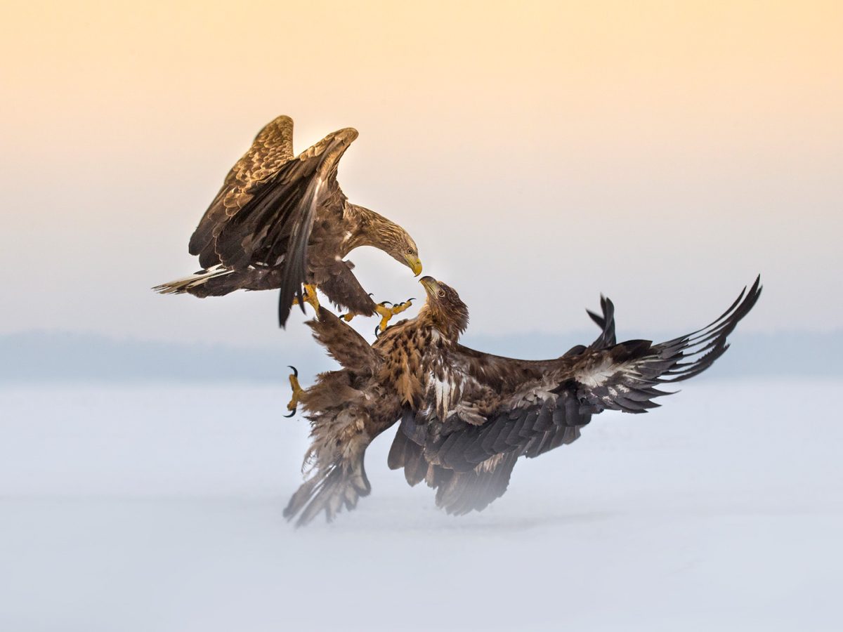 Weekly Photography Assignment: Garden Wildlife - Nature TTL