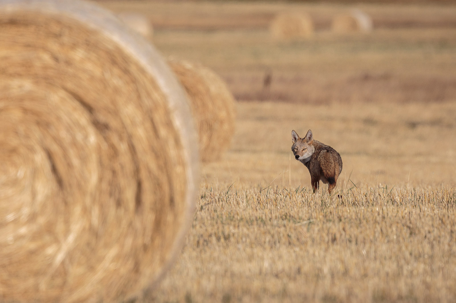 How to Photograph Coyotes - Nature TTL