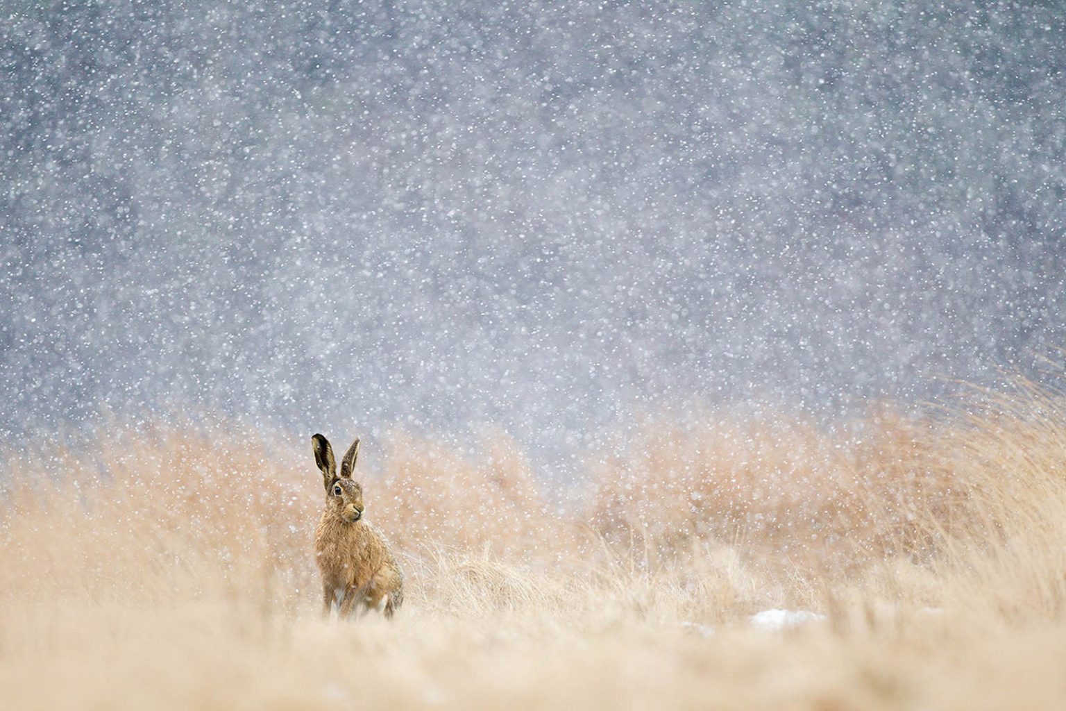 How to Develop a Photographic Style - Nature TTL