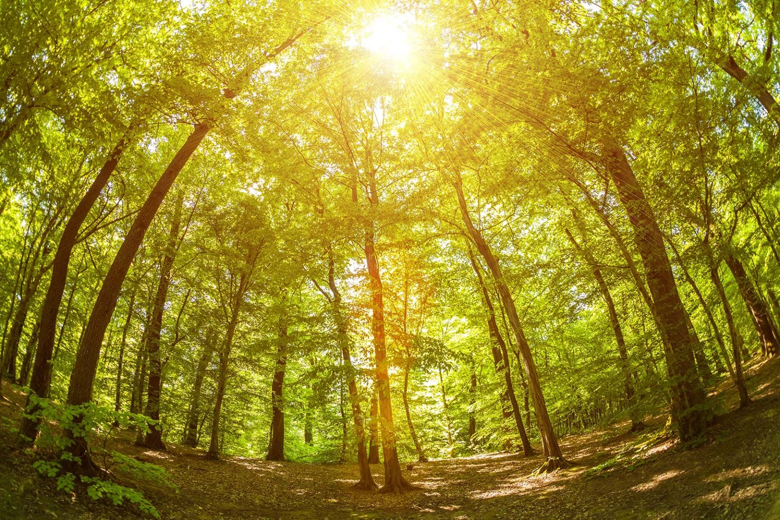 4 Best Canon Fisheye Lens for Photography in 2022