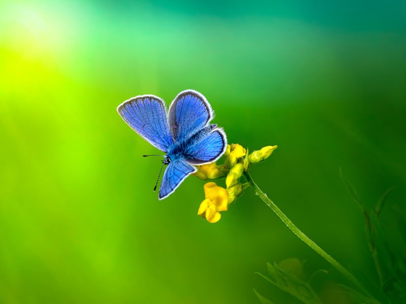 'Blood Micro Moon' Will Be Longest Lunar Eclipse of Century - Nature TTL
