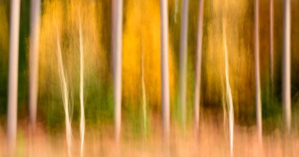 An Introduction to Intentional Camera Movement - Nature TTL