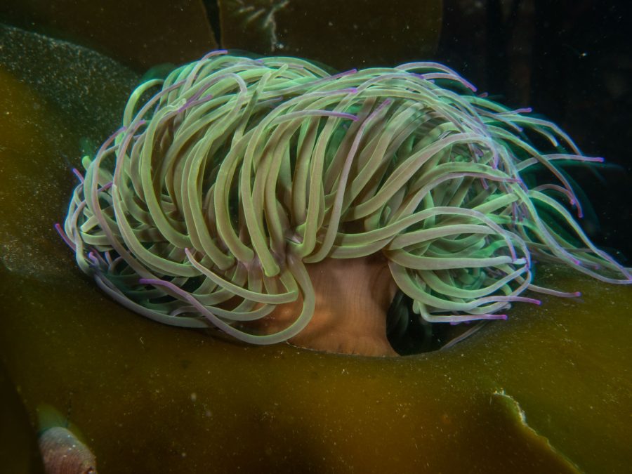 Macro Photography: How to Photograph Frost & Ice - Nature TTL