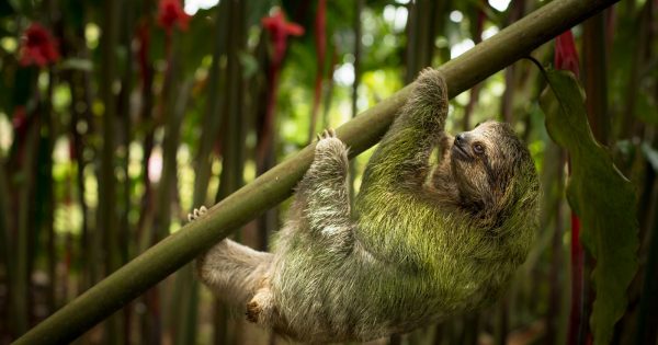 Nature Photography Guide to Costa Rica - Nature TTL
