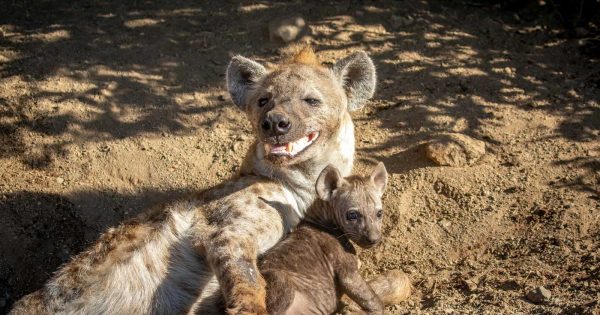 Rare Hyena Birth Captured on Camera - Nature TTL