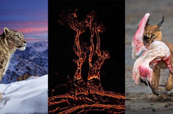 Photographing Birds in Flight: The Complete Guide - Nature TTL