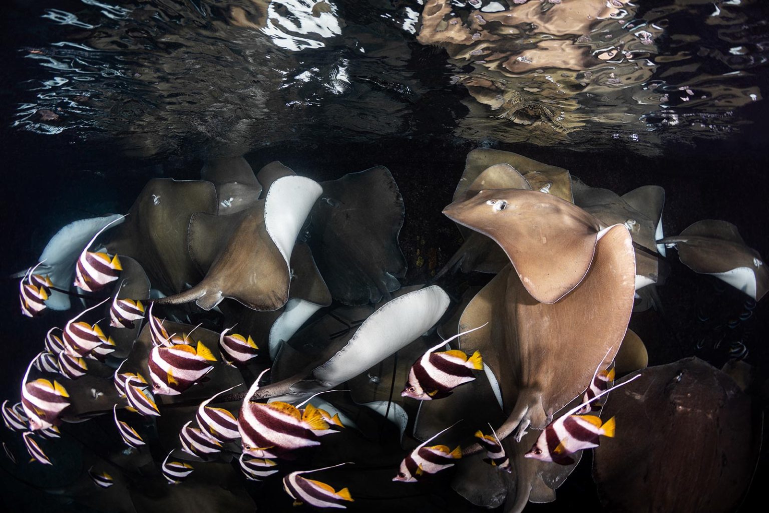 Capturing an Award-Winning Underwater Photograph - Nature TTL