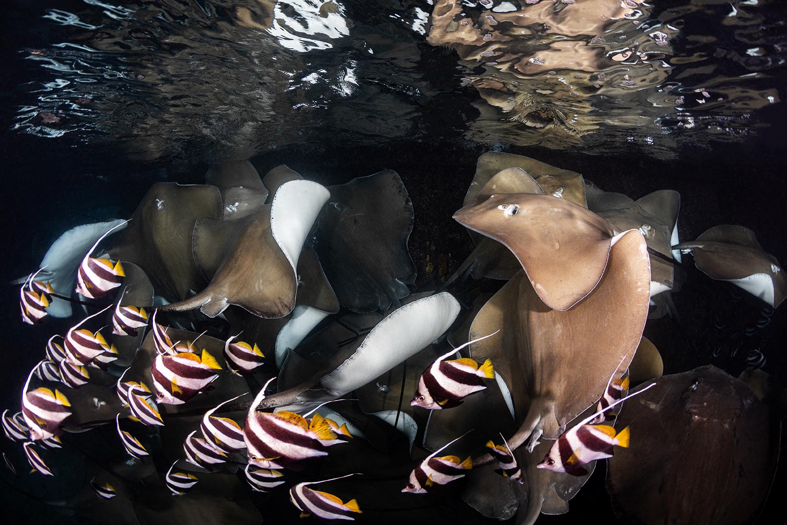 Capturing an Award-Winning Underwater Photograph - Nature TTL