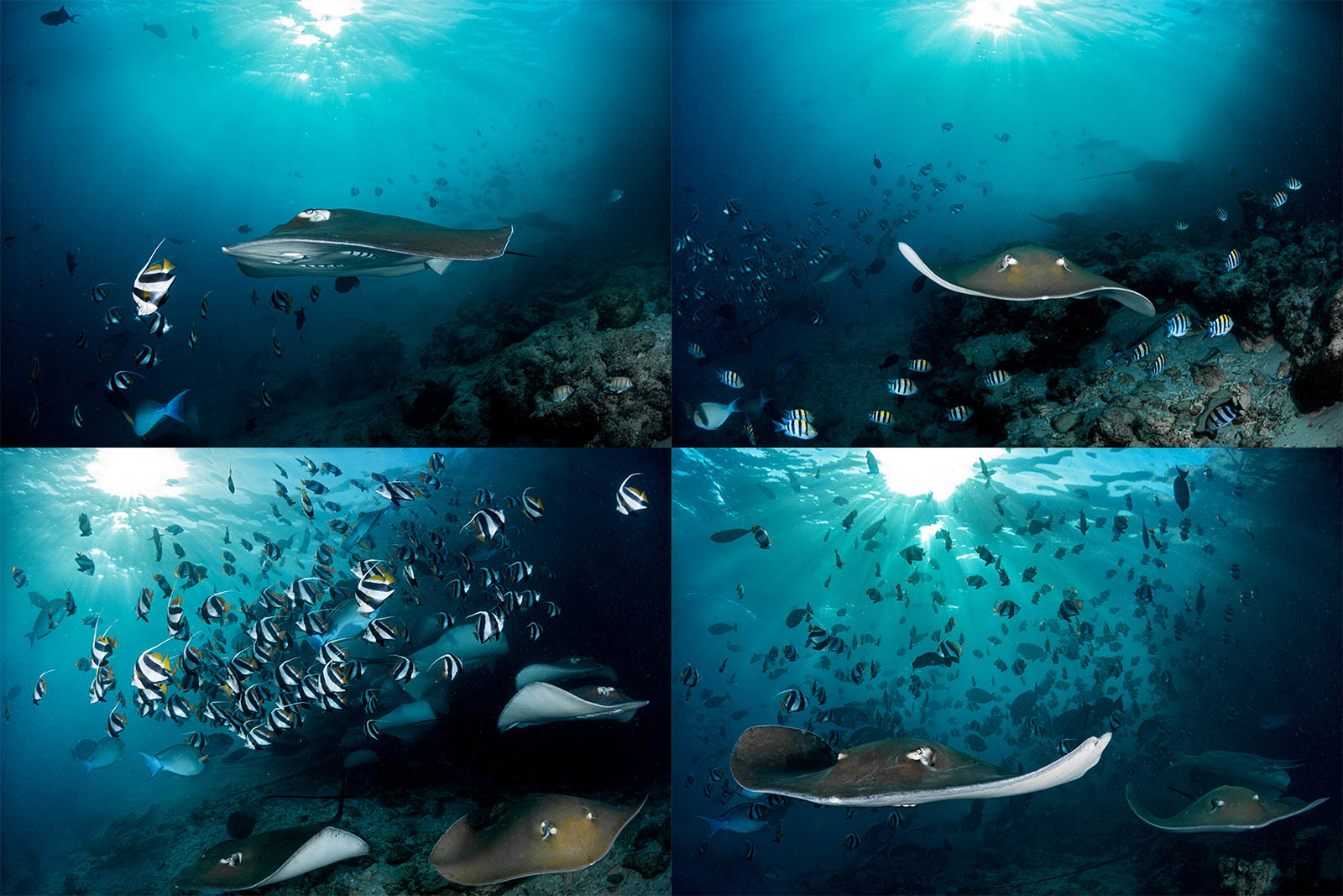 Capturing an Award-Winning Underwater Photograph - Nature TTL