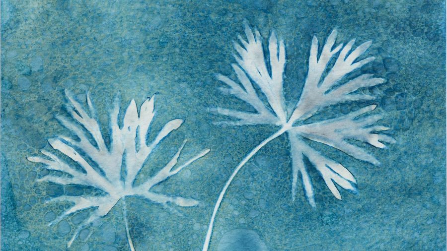 How to Make Cyanotypes of Flowers - Nature TTL