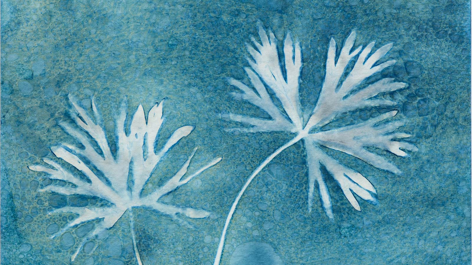 How to Make Cyanotypes of Flowers - Nature TTL
