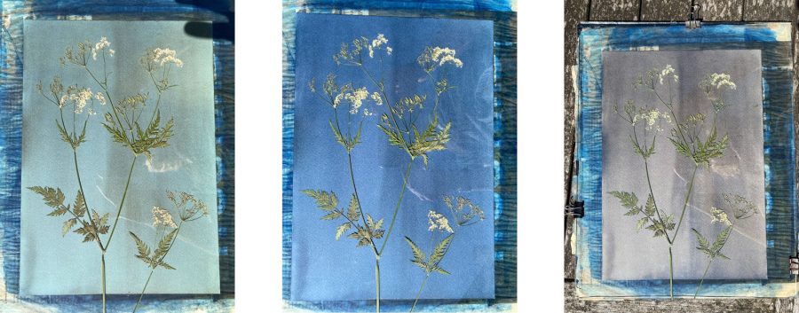 How to Make Cyanotypes of Flowers - Nature TTL