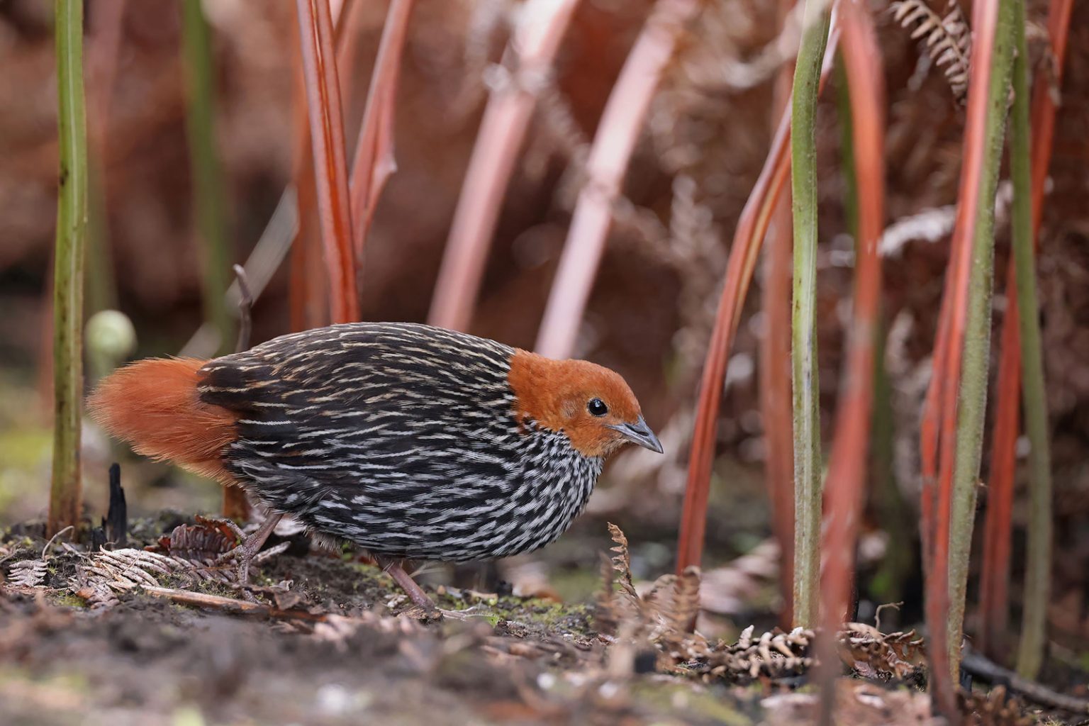 6 Best Places for Bird Photography in Africa - Nature TTL