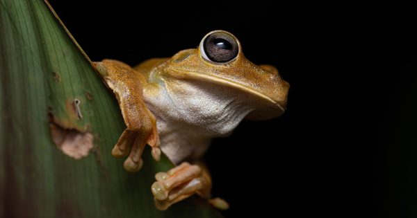 How to Photograph Rainforest Frogs - Nature TTL