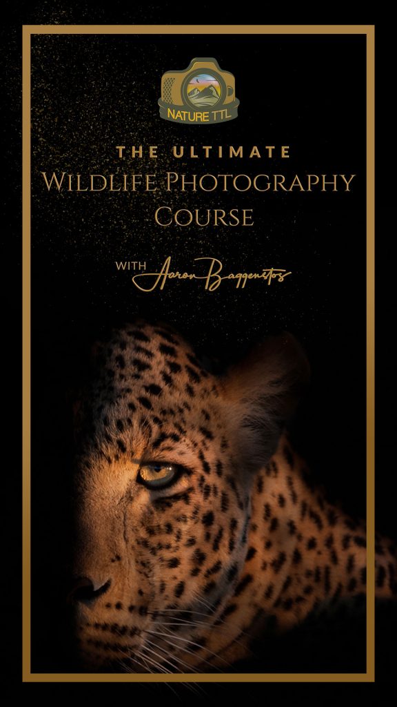 Backlighting in Macro Photography - Nature TTL