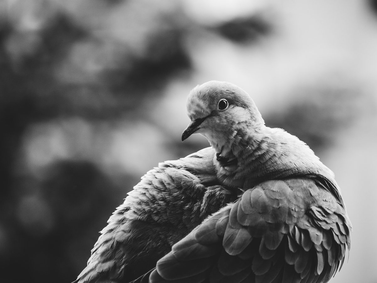 Weekly Photography Assignment: Black and White - Nature TTL