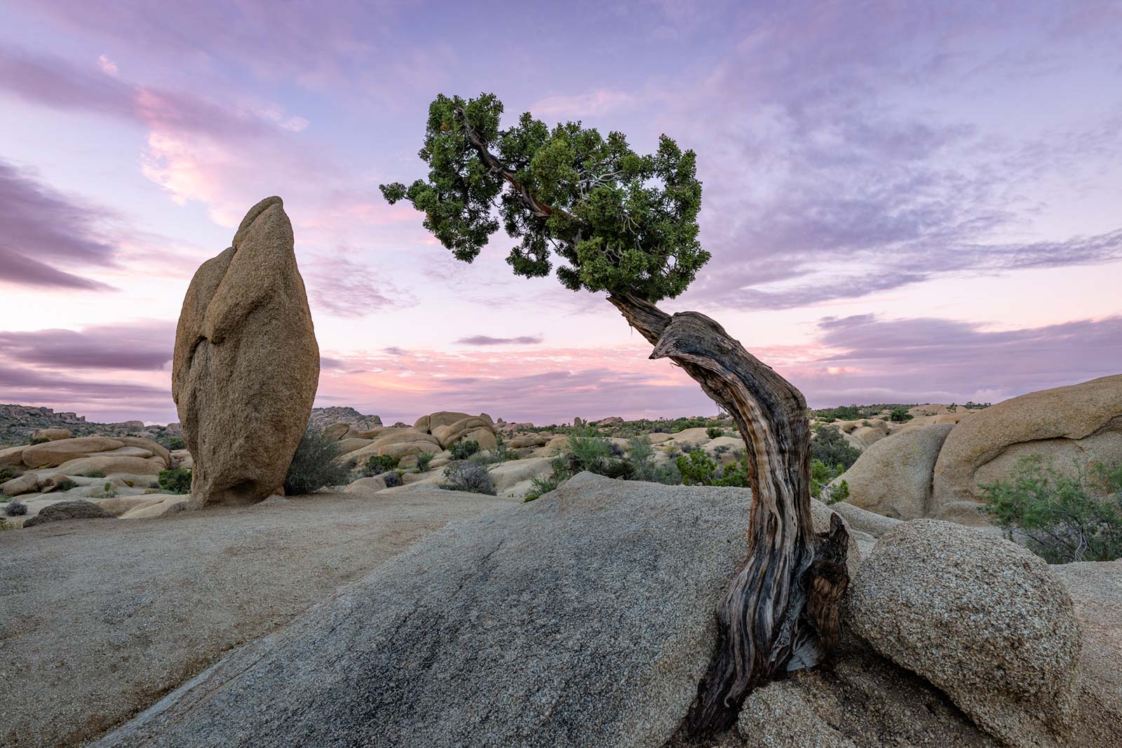 Photography Guide to Joshua Tree National Park in California, USA ...