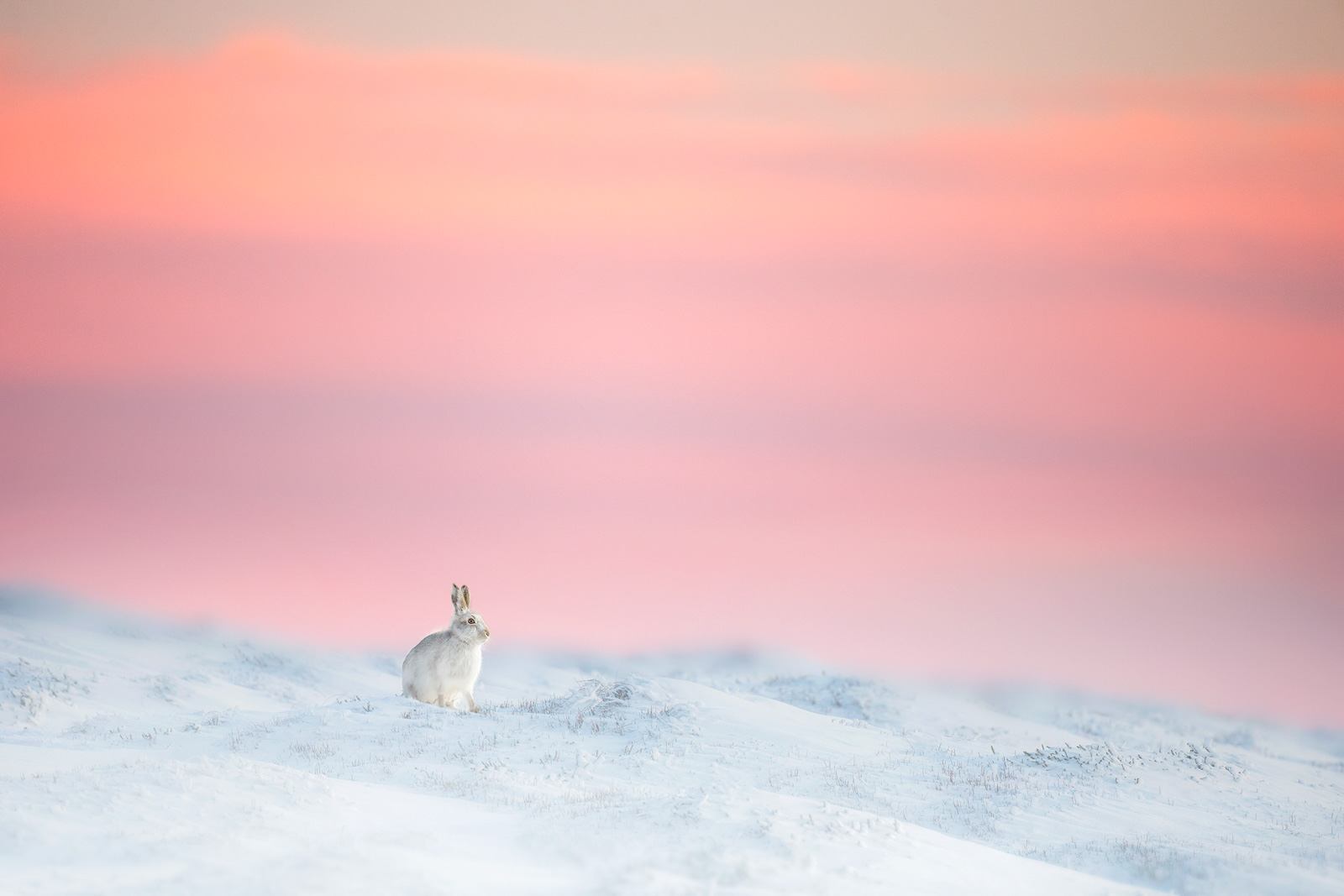 Top Tips for Nature Photography in Winter - Nature TTL