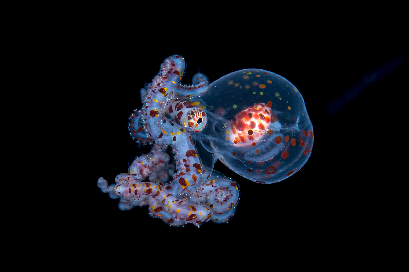 An Introduction to Blackwater Photography - Nature TTL