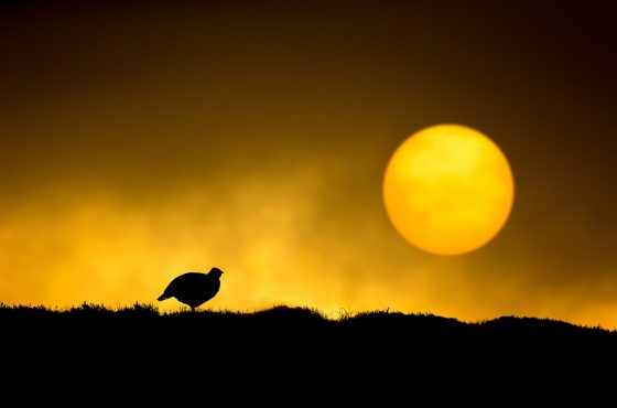 How to Photograph Wildlife in Low Light - Nature TTL