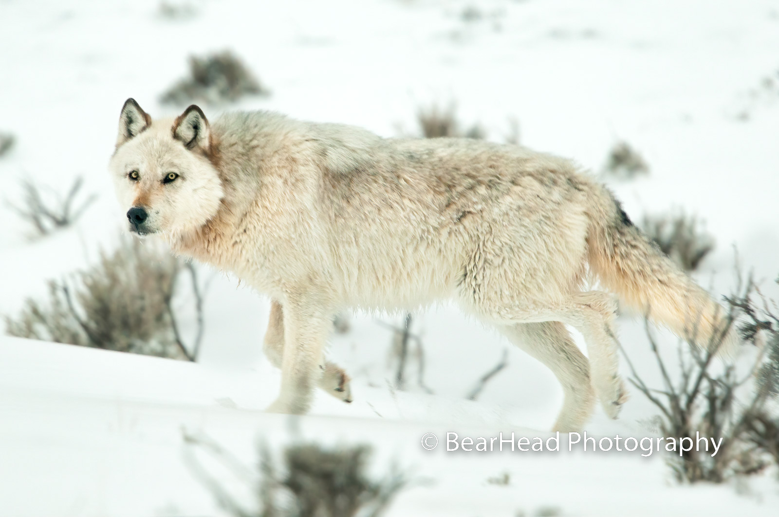 How to Photograph Wolves - Nature TTL