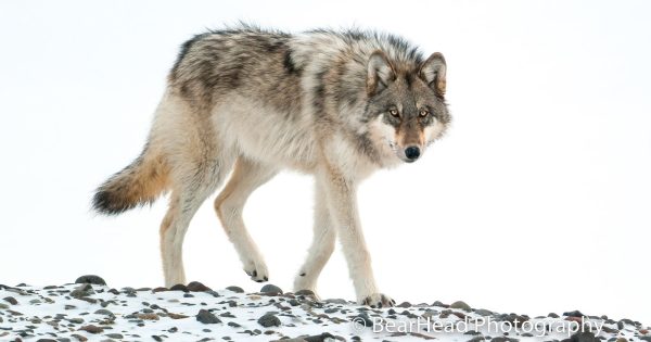 How to Photograph Wolves - Nature TTL