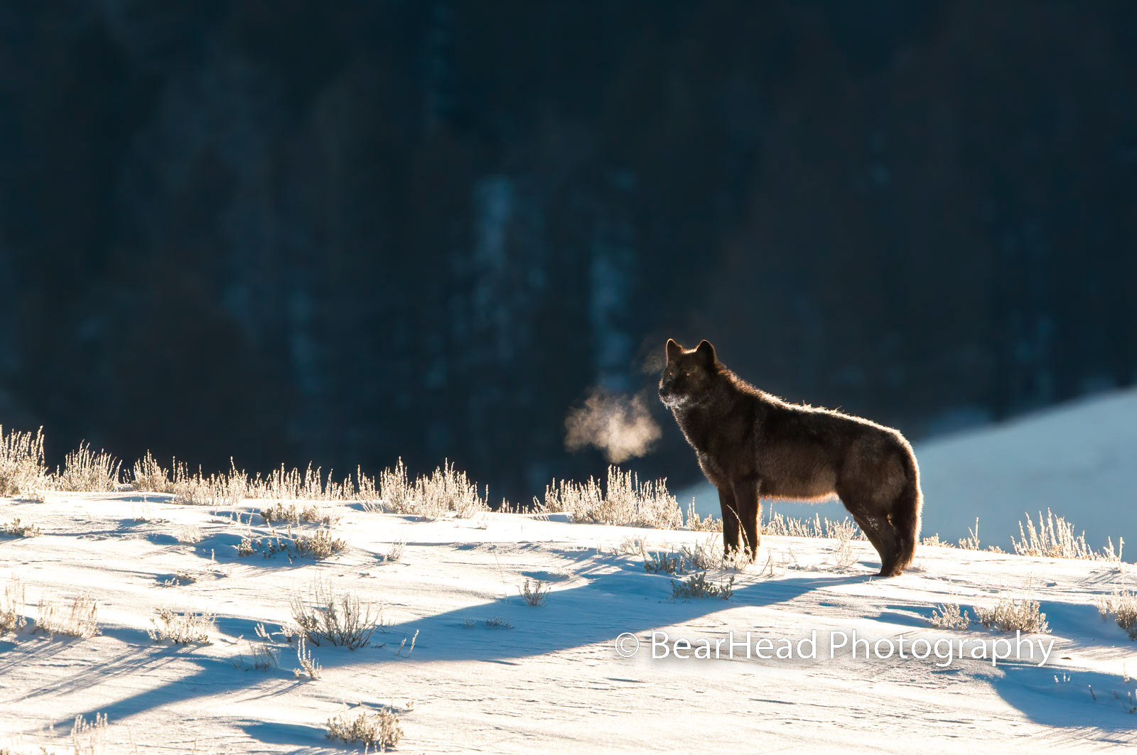 How to Photograph Wolves - Nature TTL