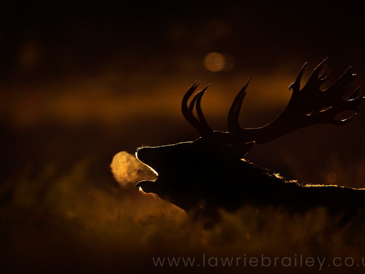 Nature Subjects to Photograph in October and November - Nature TTL