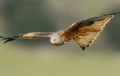 Photographing Birds in Flight: The Complete Guide | Nature TTL